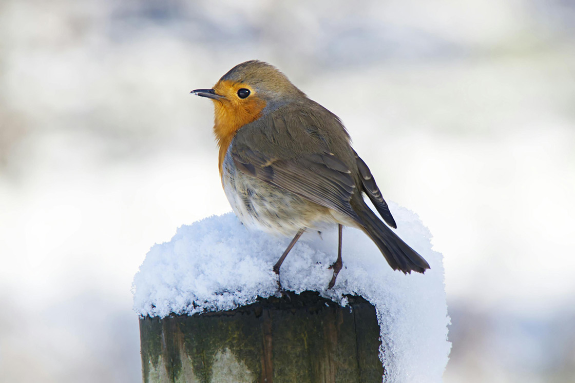 Season's Greetings - Hansen Sweeney | Canary Wharf, London | Cambridge ...